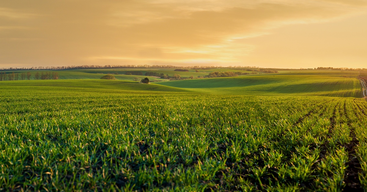 A Beginner’s Guide to Investing in Farmland - Land Limited