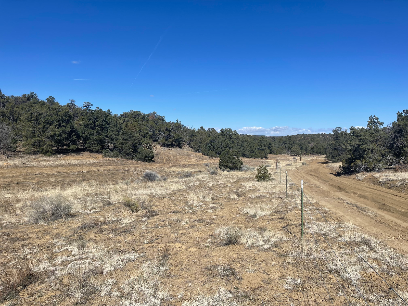 For Sale Oversized Lot, Ample Tree Cover Ramah NM - Cibola County ...